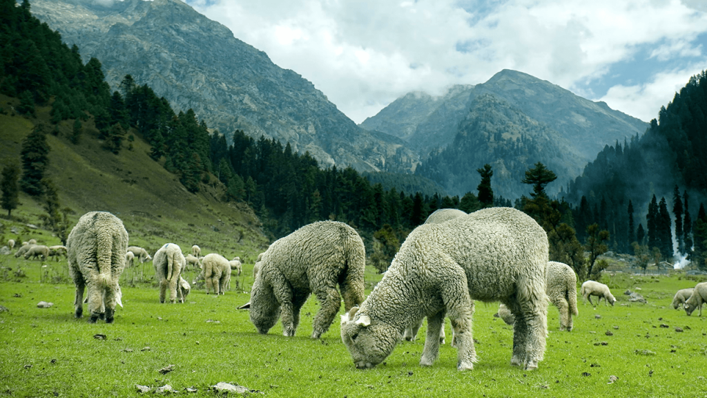 Guide to a Glorious Summer Vacation in Kashmir - Aertrip blog - Travel ...